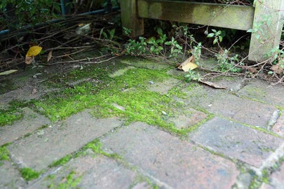 Algae and Moss on Hard Surfaces Prevention Tips | RHS Advice