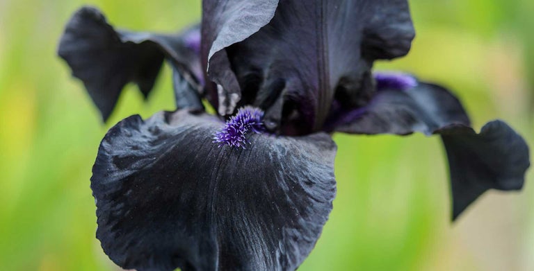 How to grow border irises / RHS Growing Guide