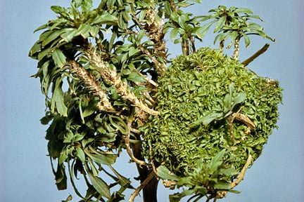 Fasciation in Plants: What It Means | RHS Advice