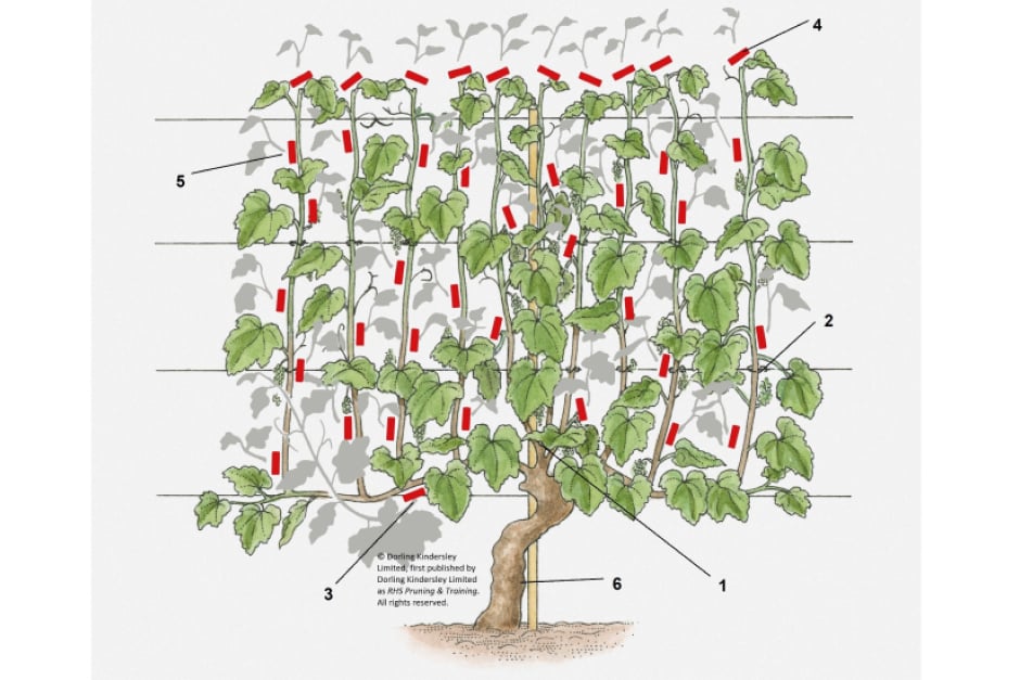 Grapes: Guyot training and pruning | RHS Advice