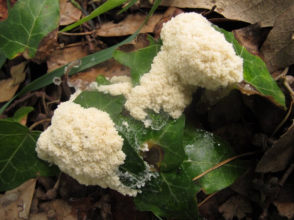 Slime Moulds in Gardens | RHS Advice