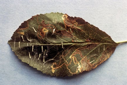 Horse chestnut leaf-mining moth: Identify | RHS Advice