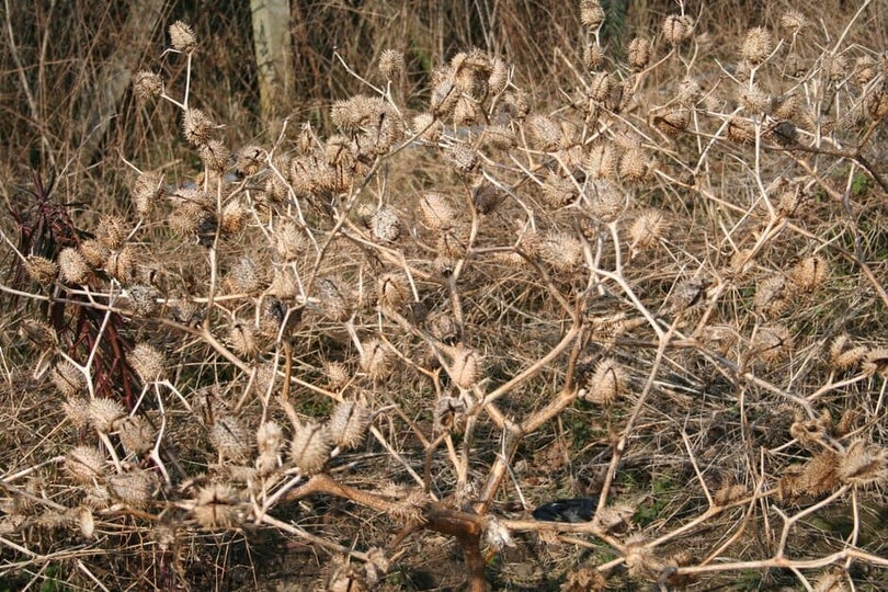 Thorn Apple | RHS Advice