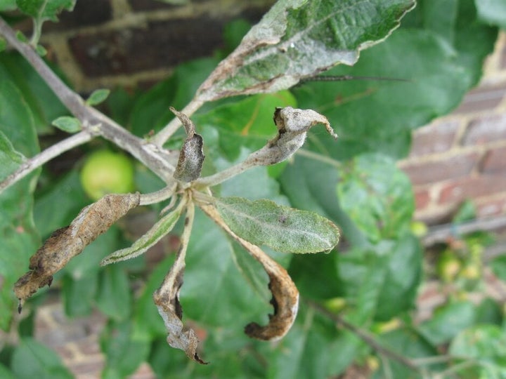 Apple Powdery Mildew: Symptoms and Care | RHS Advice
