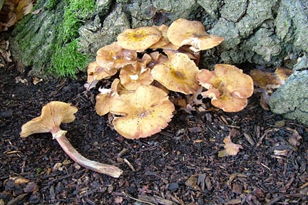 Phytophthora Bleeding Canker: Control Tips | RHS Advice