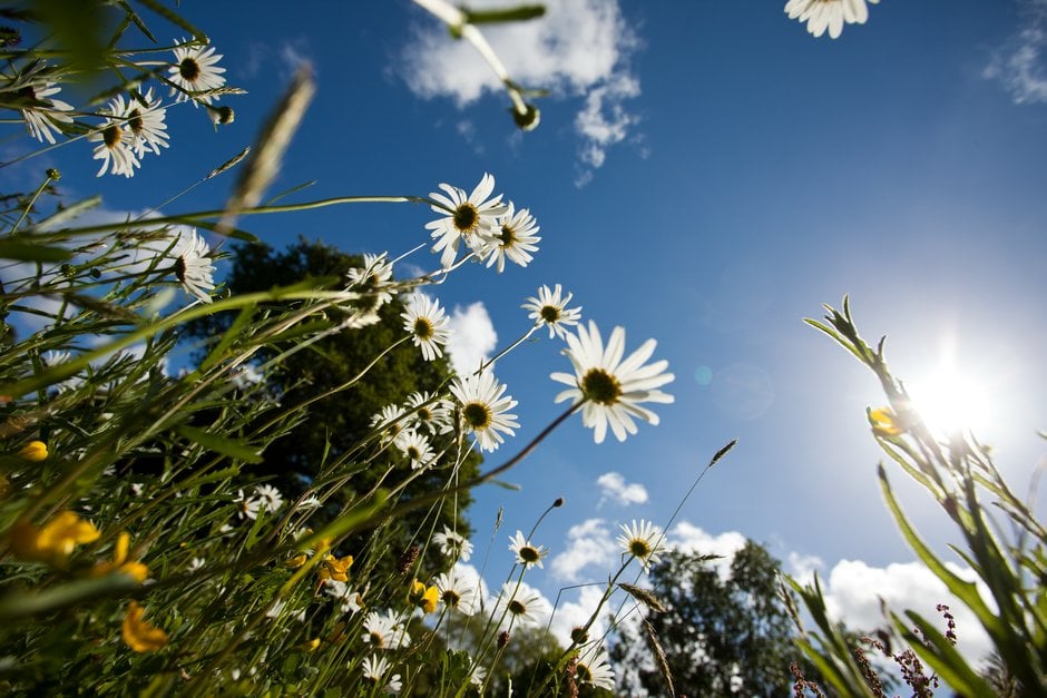How Plants Breathe and Exchange Gases | RHS Advice