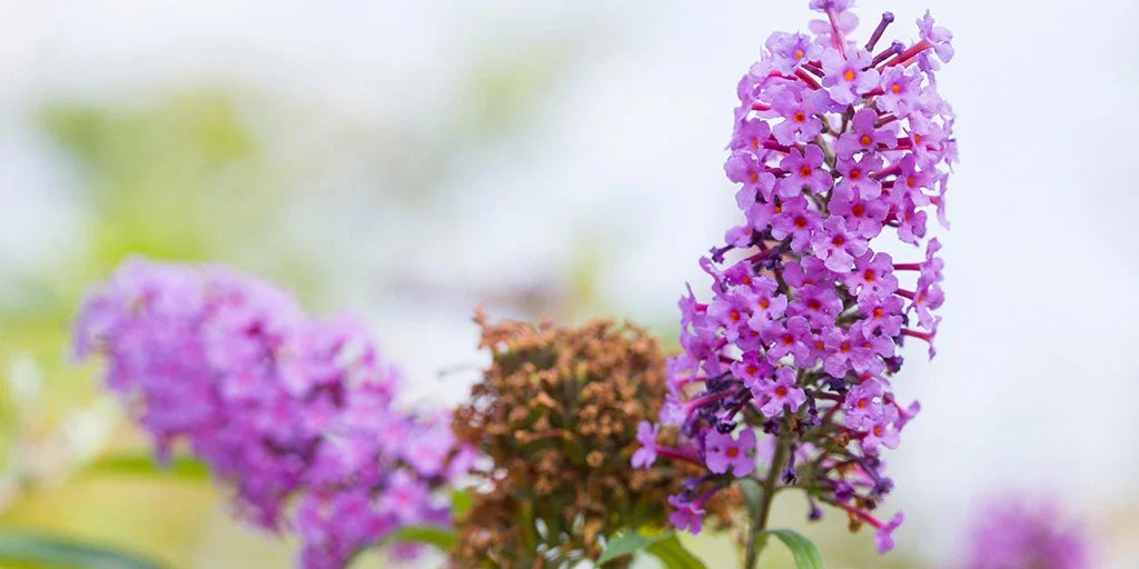 Buddleja (Butterfly bush) / RHS Plant Guide