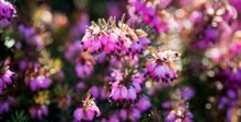 Hardy geraniums / RHS Plant Guide