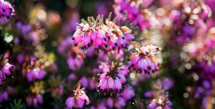 Hardy geraniums / RHS Plant Guide
