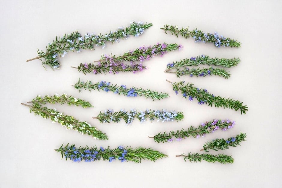 How to grow Rosemary | RHS Guide
