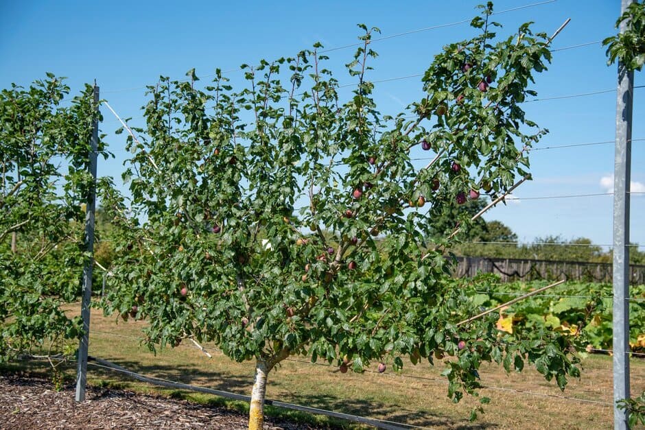 How to grow plums | RHS Guide
