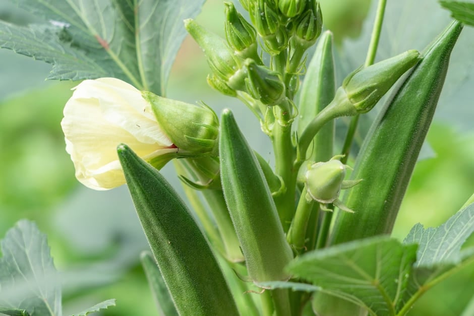 How to grow Okra | RHS Guide