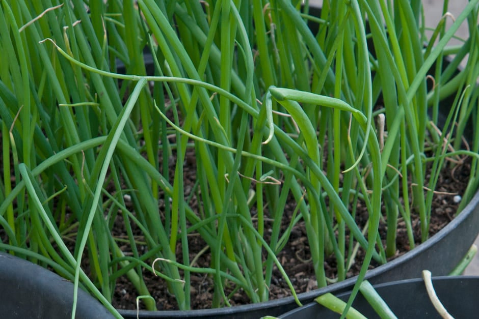 How to grow Salad Onions | RHS Guide