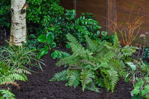 Plants for Pollution Filtering | RHS Advice
