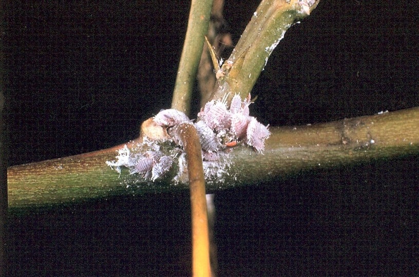 Mealybug (Glasshouse): Identification & Control | RHS Advice