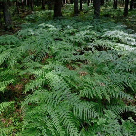 Bracken: Control Methods | RHS Advice