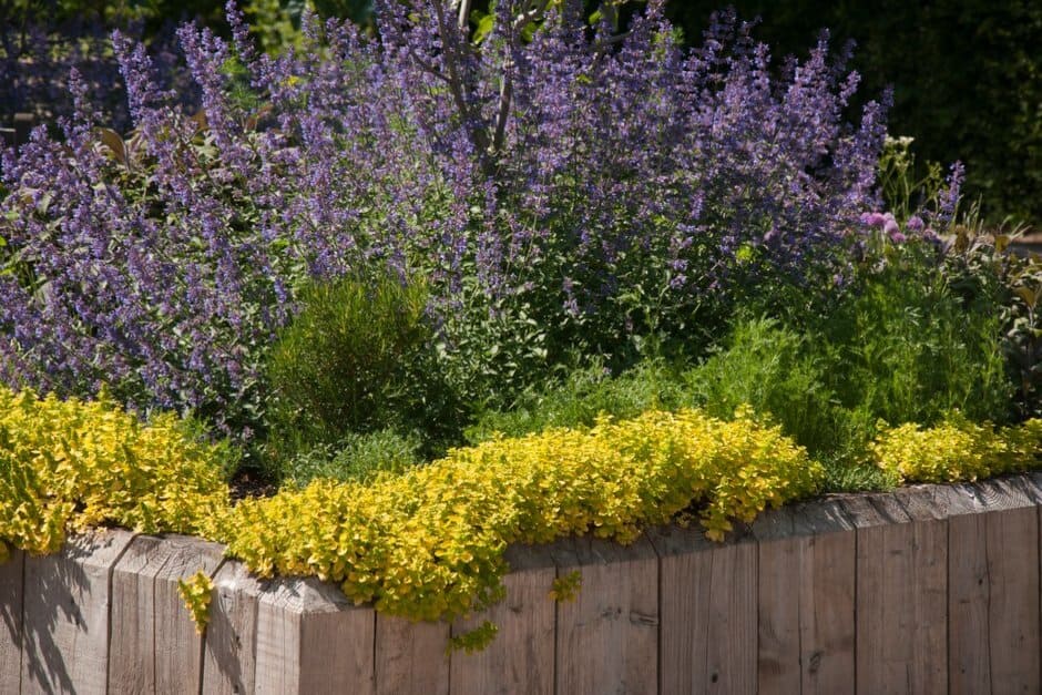How to grow Oregano | RHS Guide