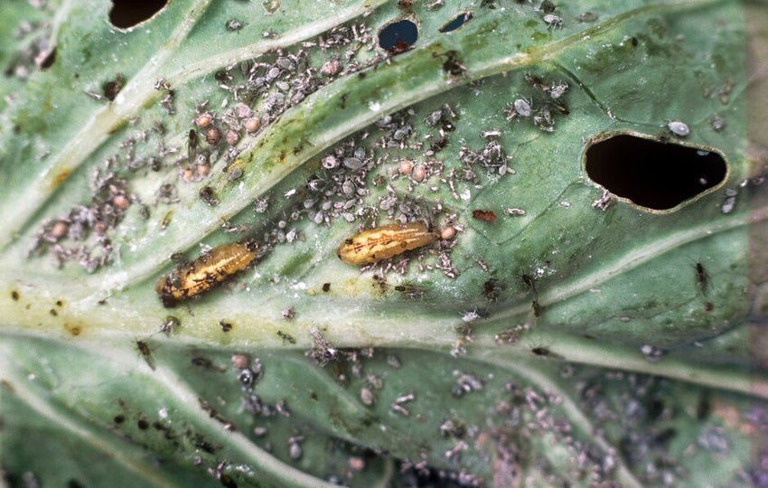 Aphid Predators: Natural Pest Control | RHS Advice