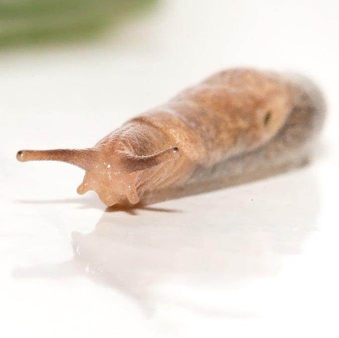 Capsid bugs | RHS Advice