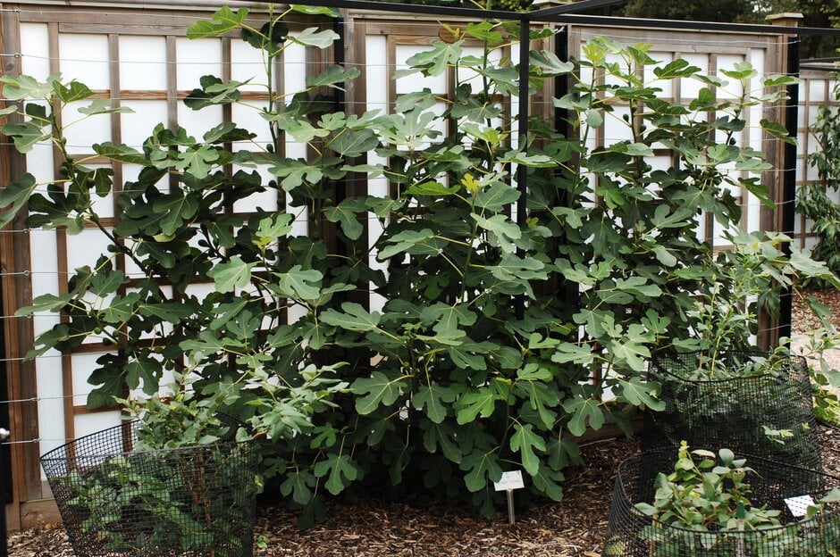Fig Leaf Skeletoniser: Protect Your Fig Plants | RHS Advice