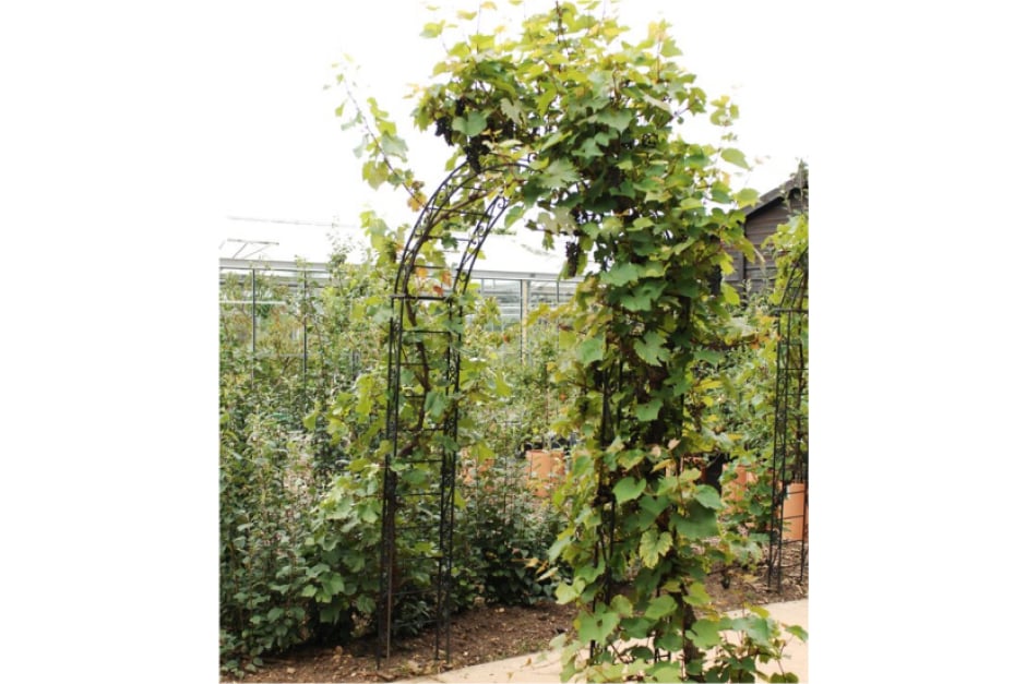 Grapes: rod and spur pruning | RHS Advice