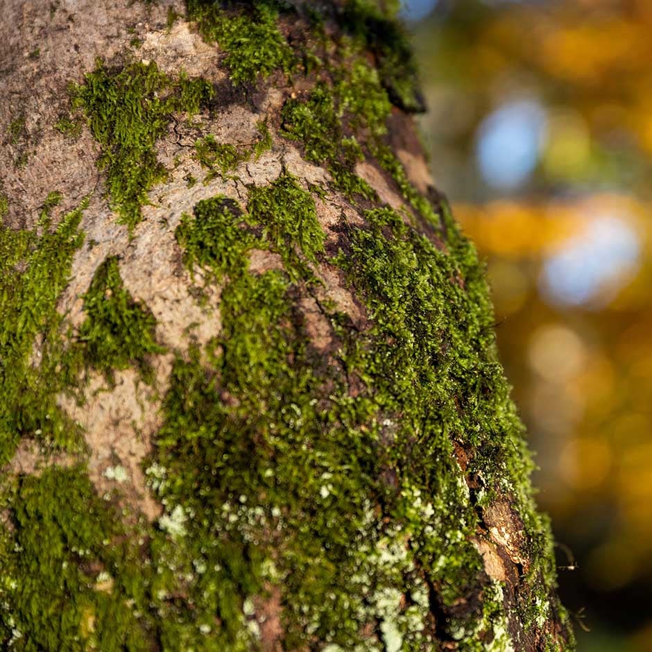 Algae, Lichens, Liverworts & Mosses in Gardens | RHS Advice