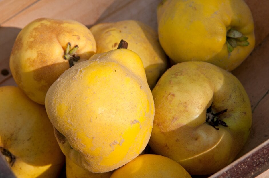 How to grow quinces | RHS Guide