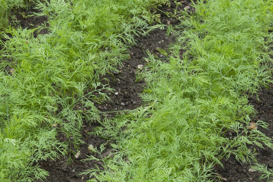 How to grow Dill | RHS Guide