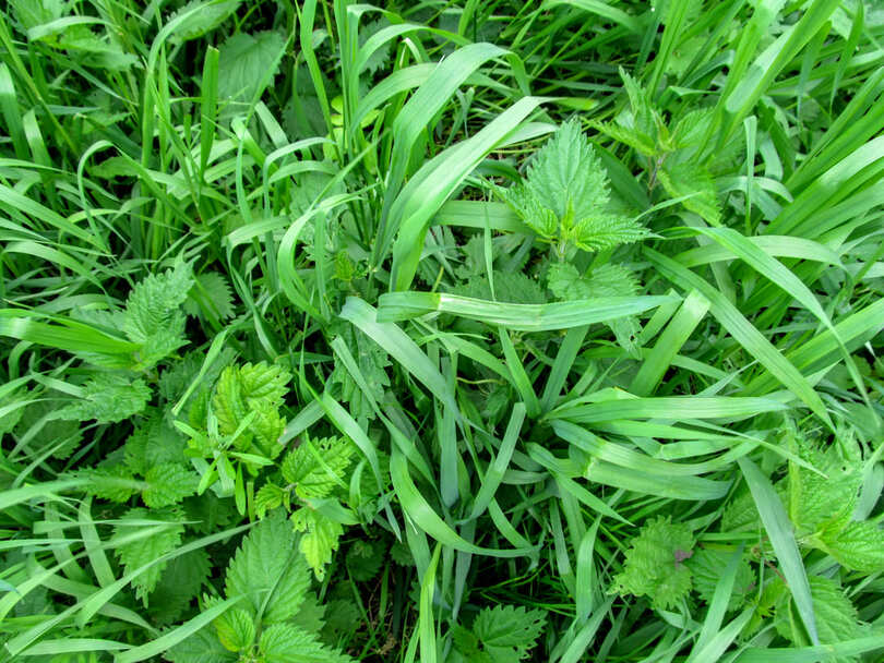 Couch Grass | RHS Advice