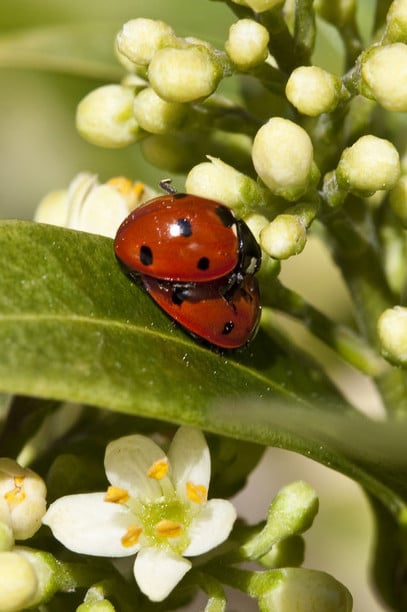 Ladybirds: Identification & Control | RHS Advice