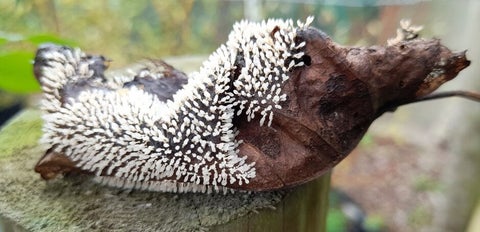 Slime Moulds in Gardens | RHS Advice