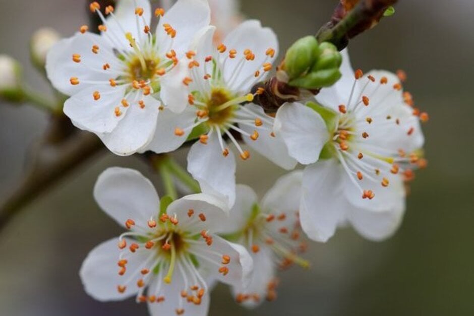 How to grow gages | RHS Guide