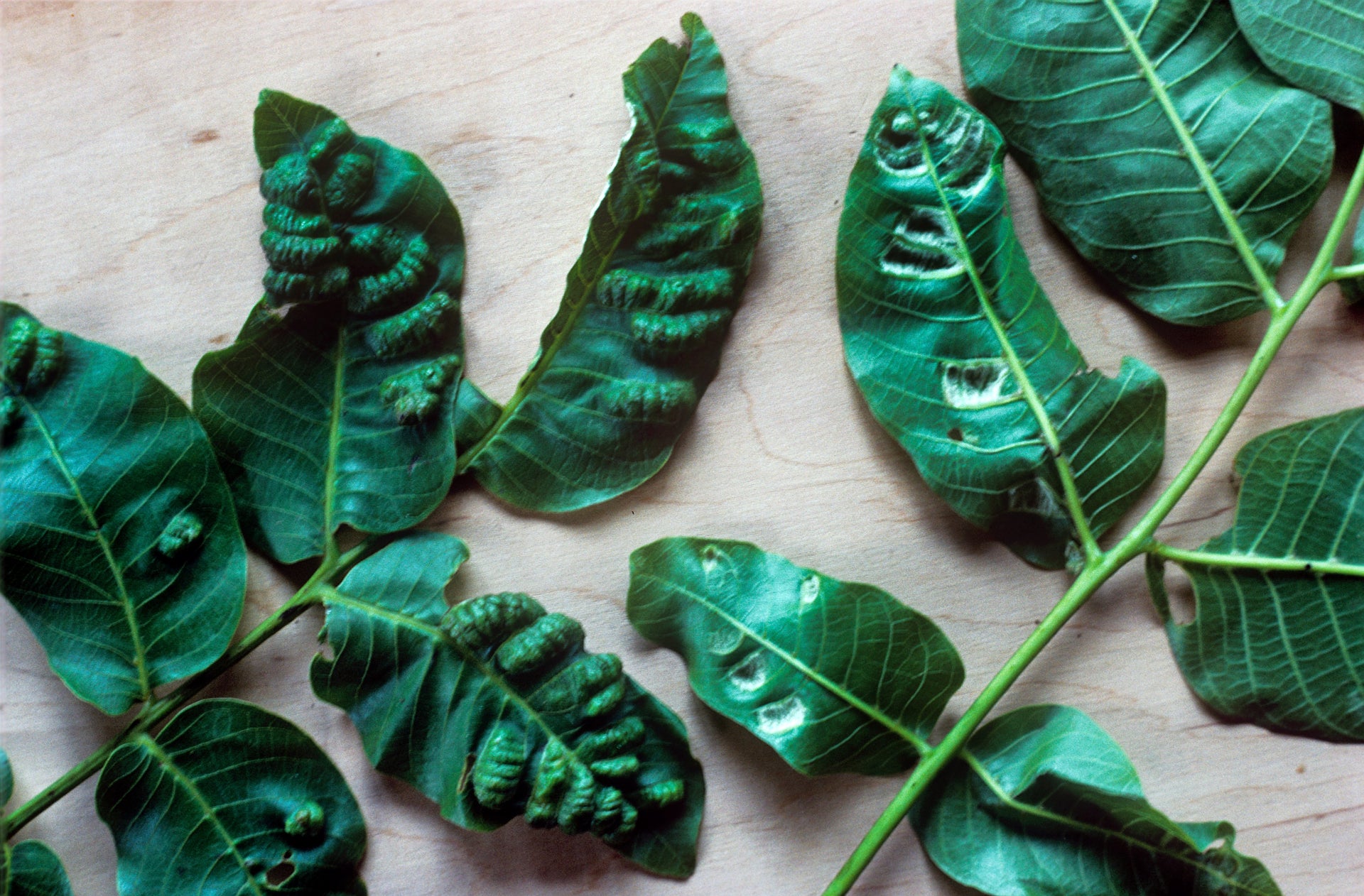 Walnut blister mite: Identification and Tips | RHS Advice
