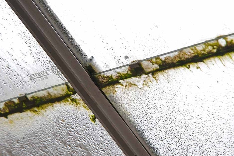 How to Clean Your Greenhouse | RHS Advice
