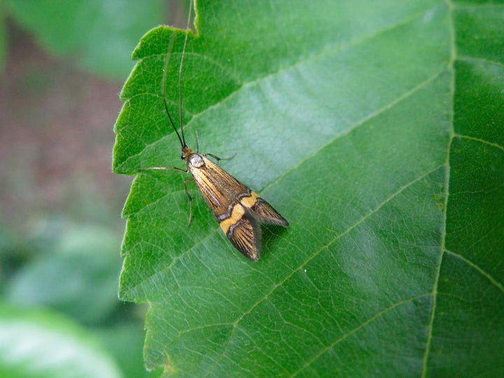 Moths in your garden | RHS Advice