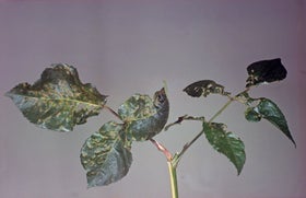 Capsid bugs | RHS Advice