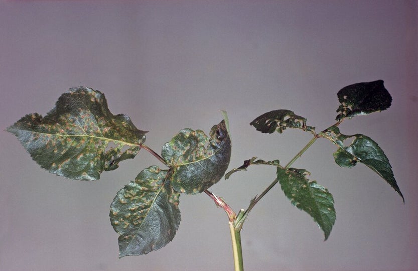 Capsid bugs | RHS Advice