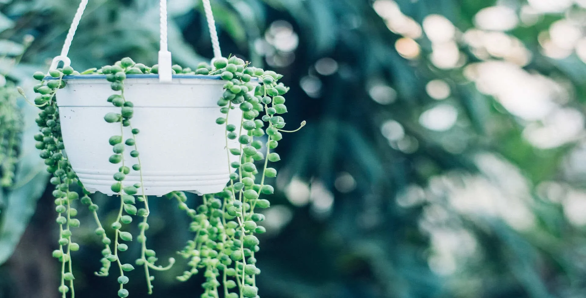 String of beads and its relatives / RHS Plant Guide