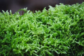 Algae, Lichens, Liverworts & Mosses in Gardens | RHS Advice