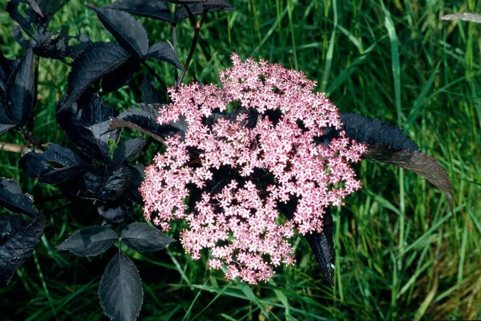 Damp soil planting ideas | RHS Advice