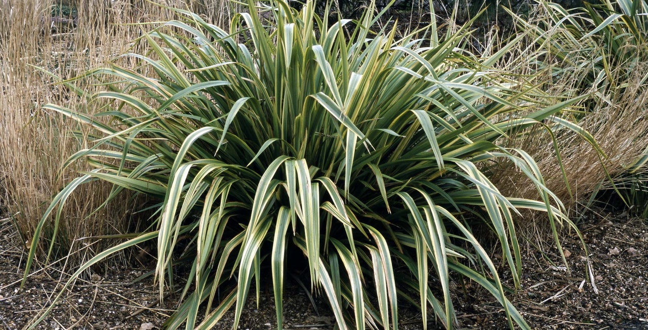 How to grow Phormium / RHS Growing Guide