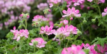 Introducing geraniums / RHS Plant Guide