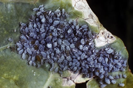 Aphids: Identification and Control | RHS Advice