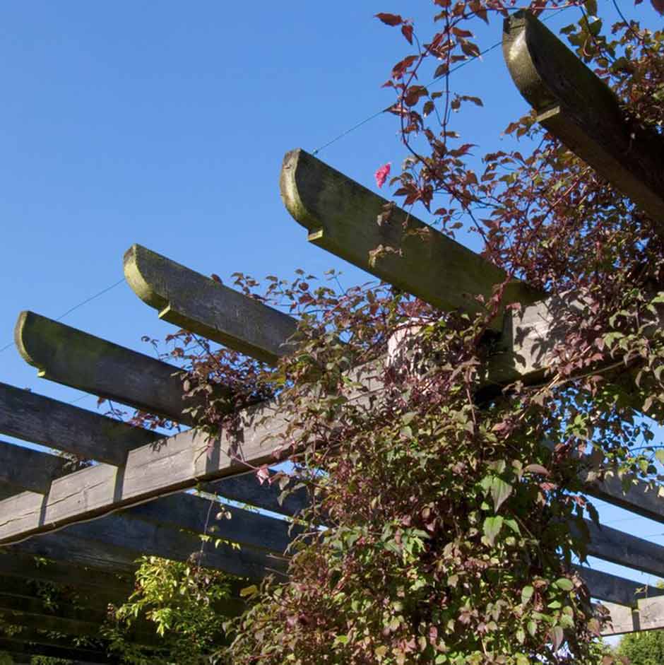 How to Plant a Climber | RHS Advice