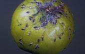 Soft Scale Insects: Identification and Control | RHS Advice