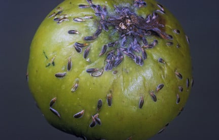 Soft Scale Insects: Identification and Control | RHS Advice