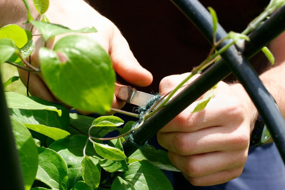 How to Tie-In Climbers | RHS Advice