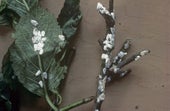Scale Insects: Identification and Control | RHS Advice
