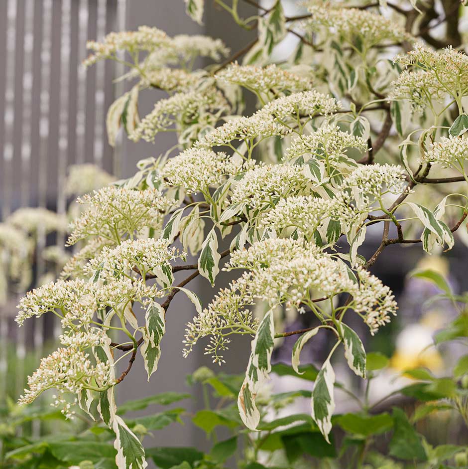 Trees and Shrubs with Variegated Foliage | RHS Advice