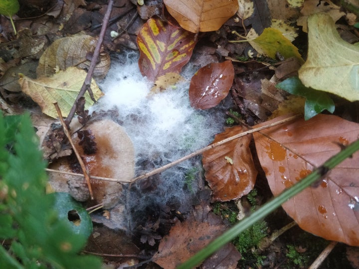 Nuisance Fungi in Gardens | RHS Advice